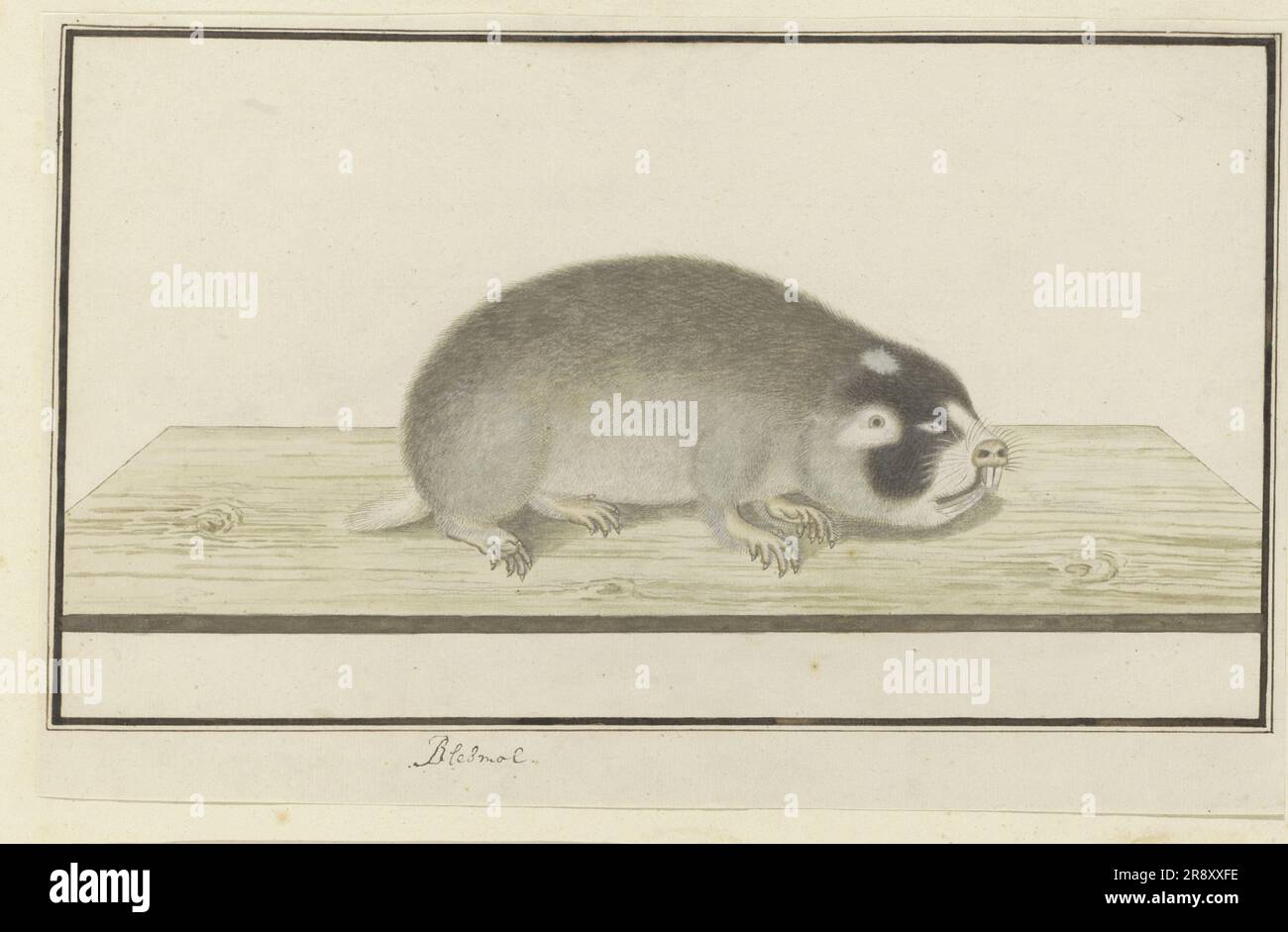 Georychus capensis (Cape mole-rat), 1777-1780 Stock Photo - Alamy