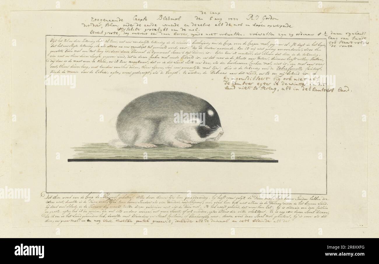 African mole rat hi-res stock photography and images - Alamy