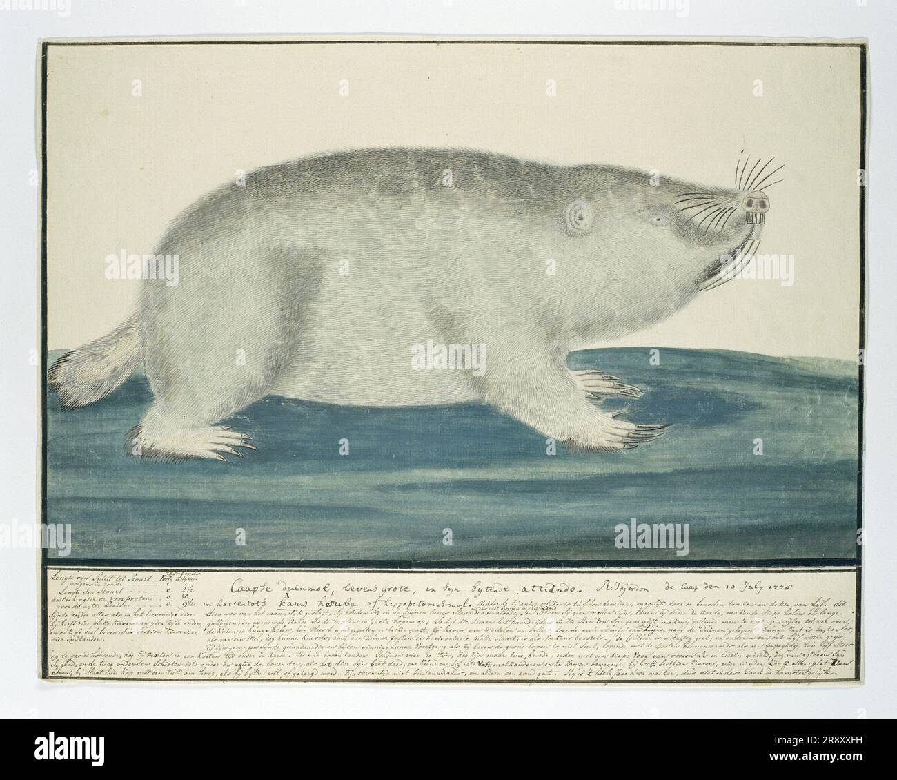 Bathyergus suillus (Cape dune mole-rat), 1778 Stock Photo - Alamy