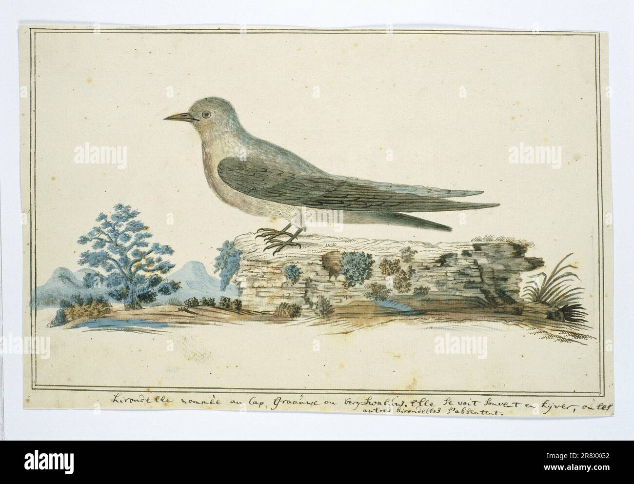 African rock martin hi-res stock photography and images - Alamy