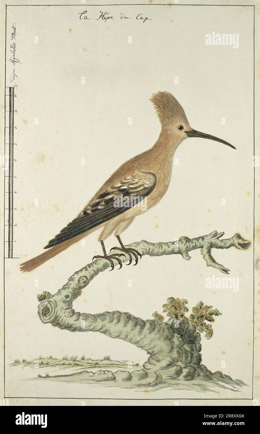 Upupa africana (Hoopoe), 1777-1786. Bird study: Hop (Upapa Africana ...