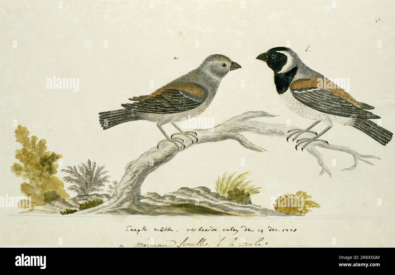 Mossie passer melanurus hi-res stock photography and images - Alamy