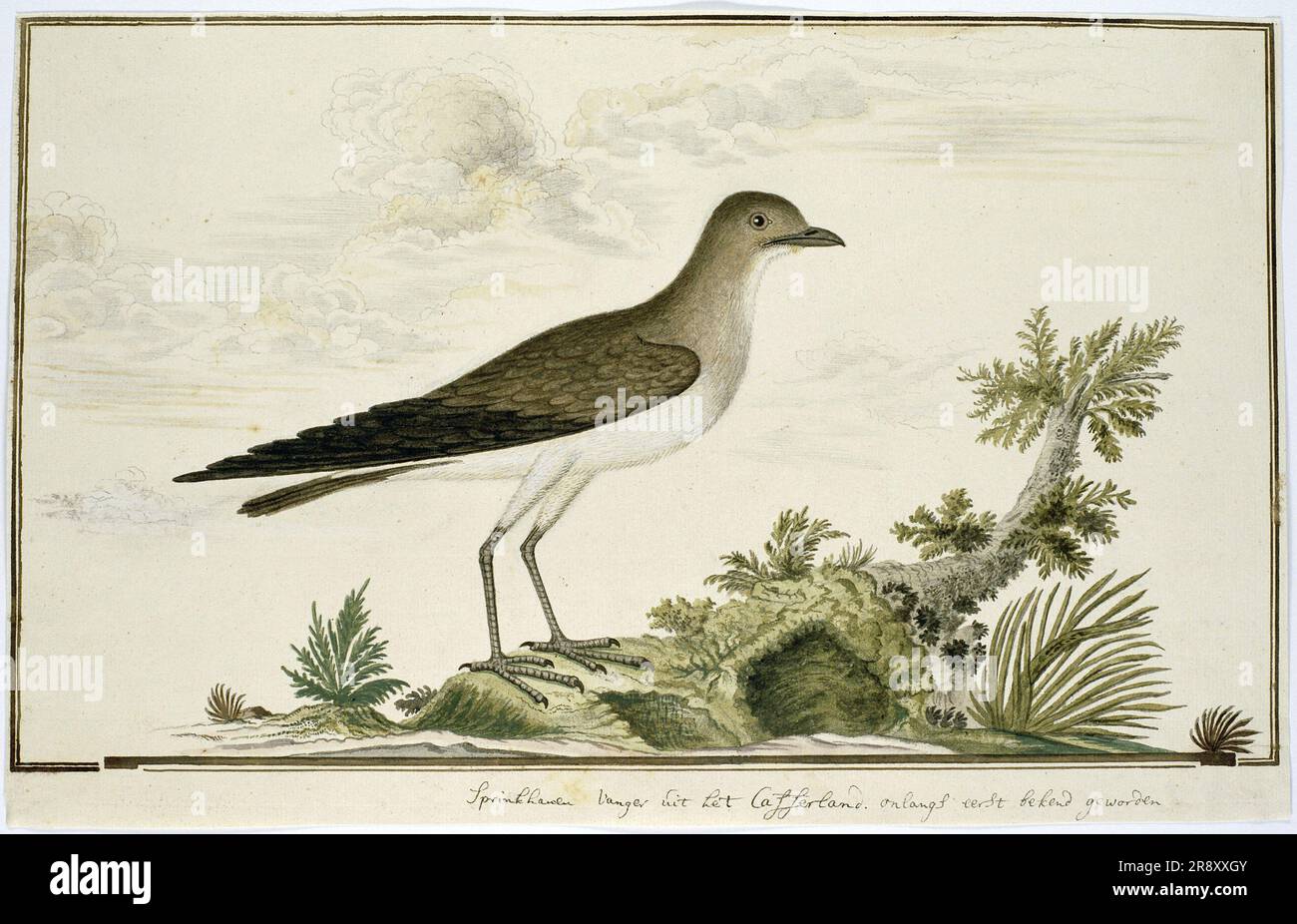 African pratincole hi-res stock photography and images - Alamy
