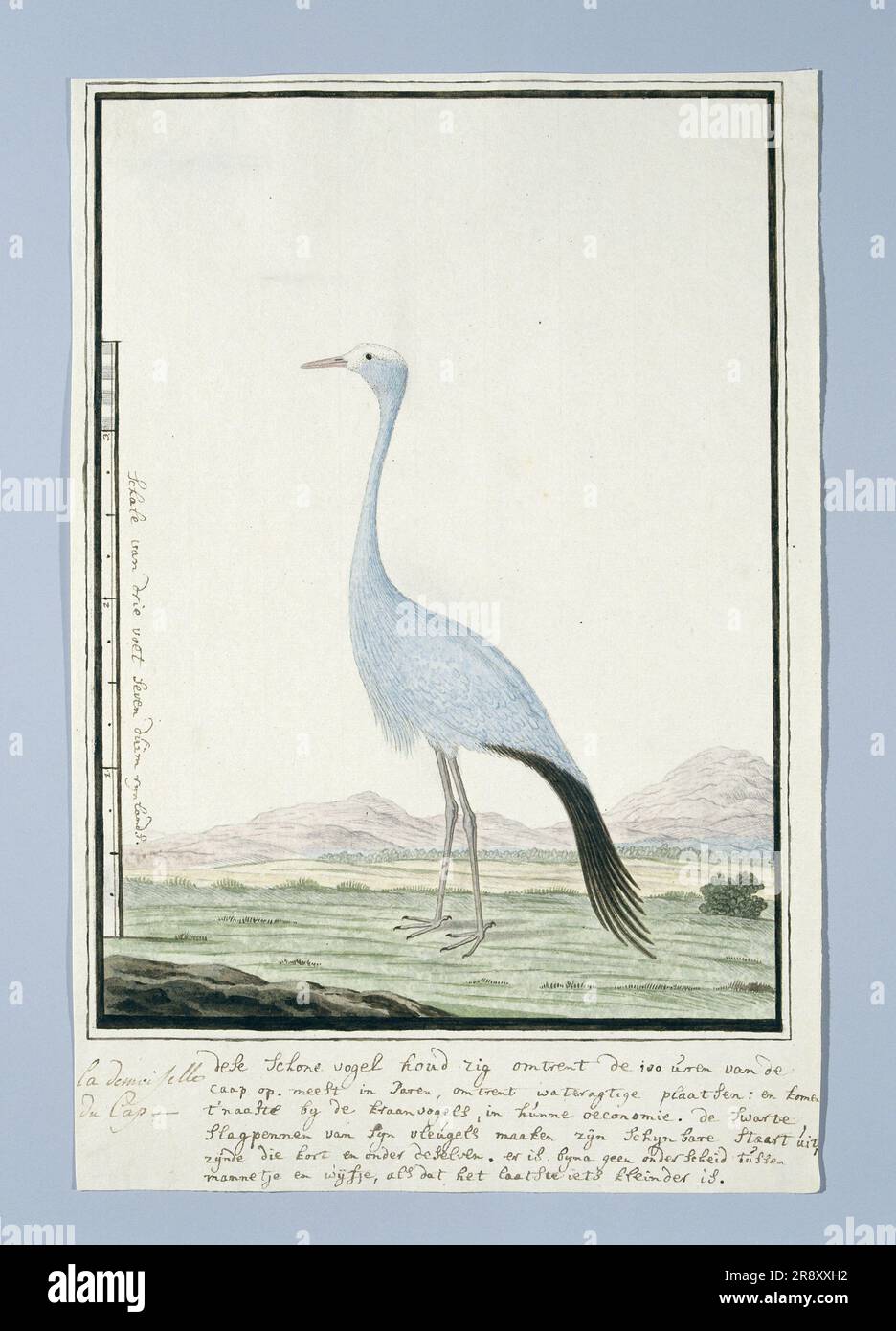 Robert jacob gordon anthropoides hi-res stock photography and images ...