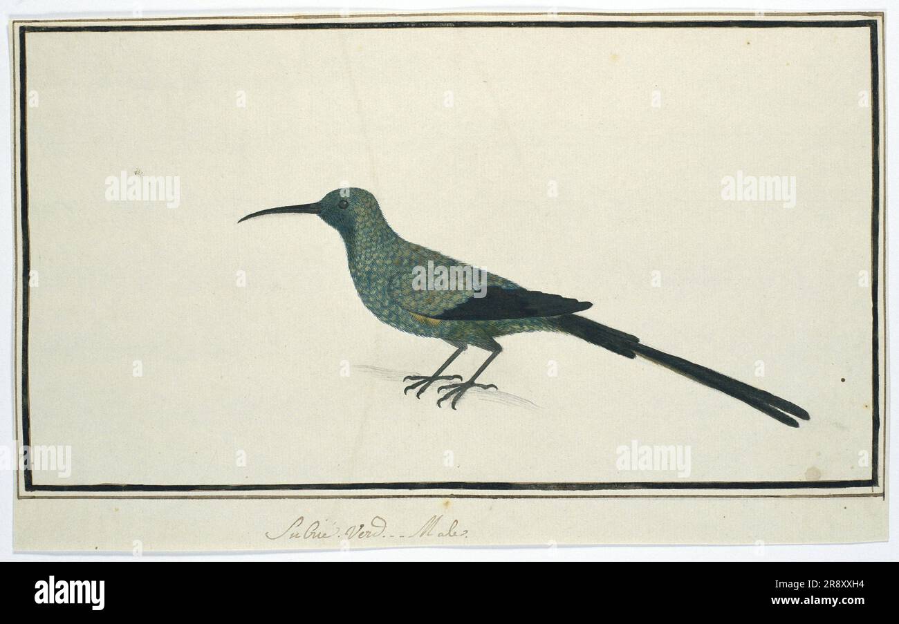 Old world sunbird hi-res stock photography and images - Alamy