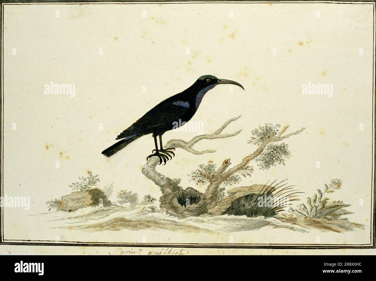Old world sunbird hi-res stock photography and images - Alamy
