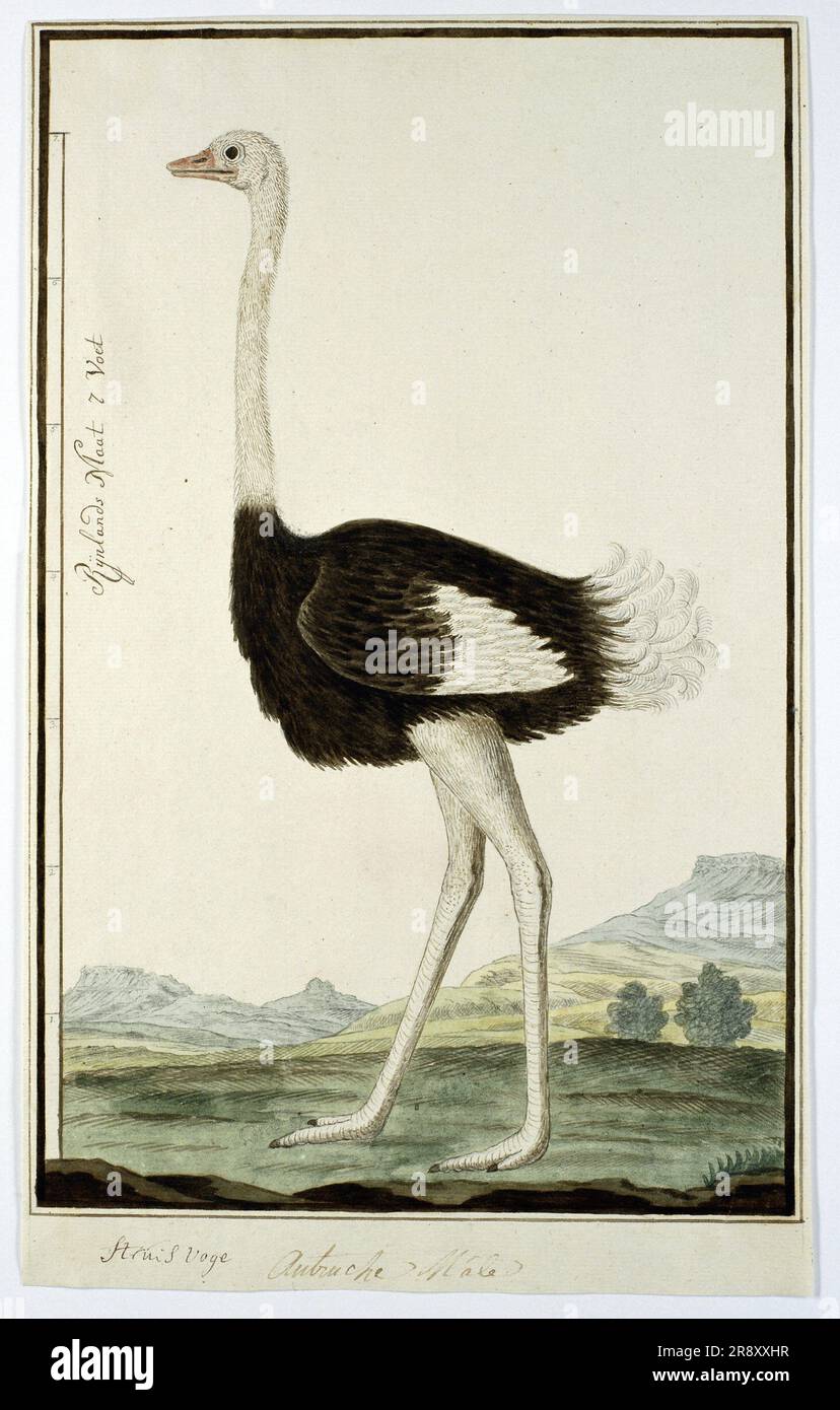 Struthio camelus (Ostrich), 1777-1786. Bird study: Maljesstruisvogel ...
