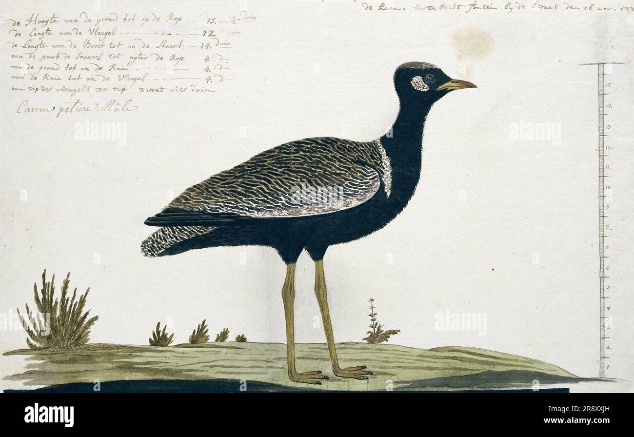 Afrotis afra (Southern black korhaan), 1778 Stock Photo - Alamy