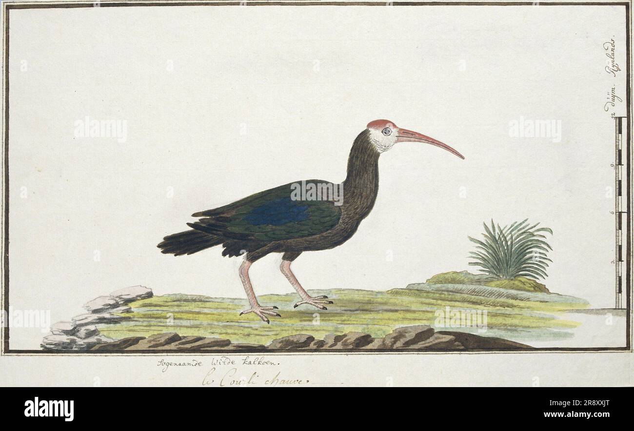 Bald ibis drawing hi-res stock photography and images - Alamy