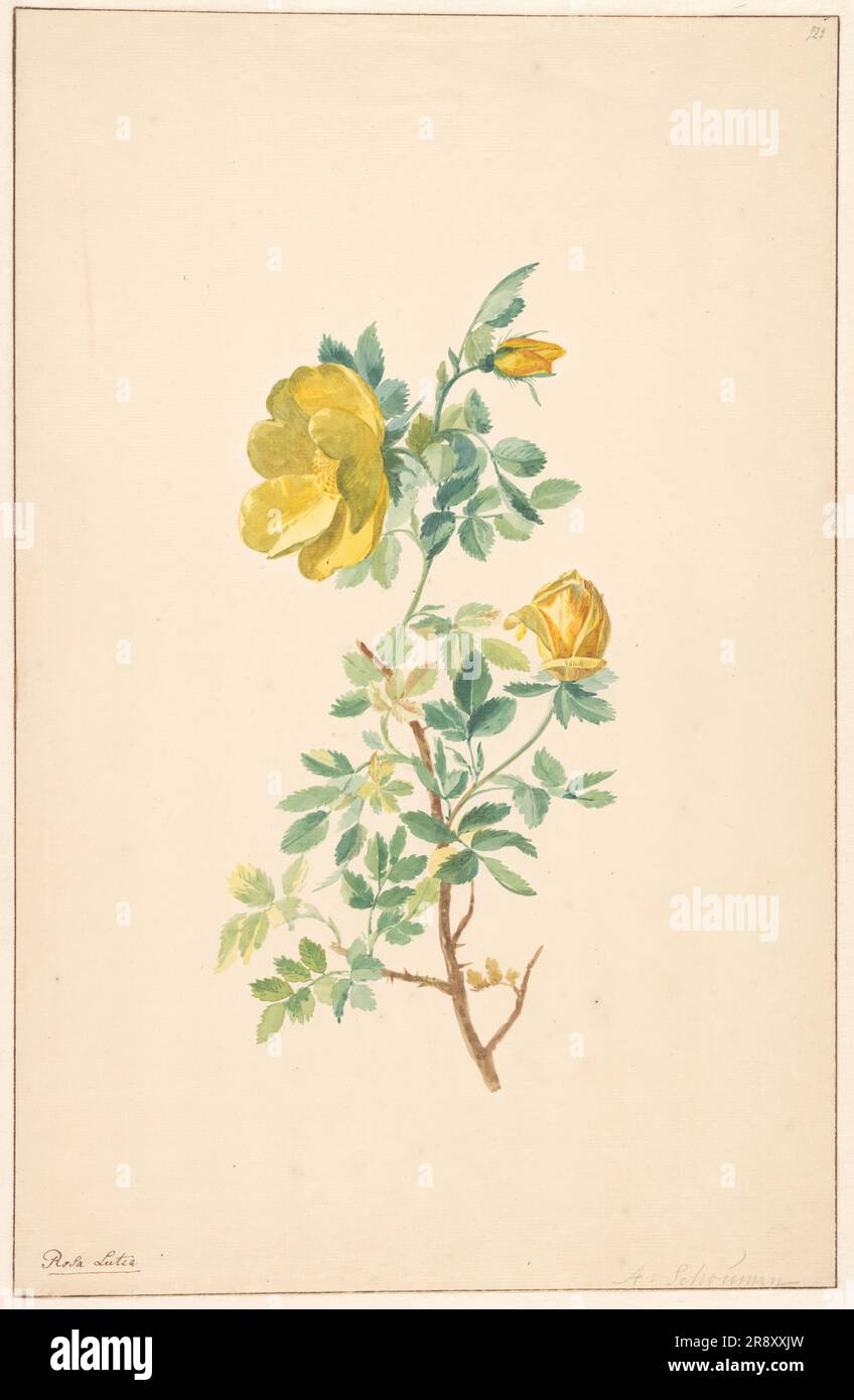 Branch of a yellow rose (rosa lutea), c.1775-c.1825. Attributed to ...