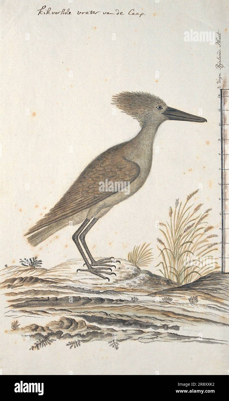 Scopus umbreitta (Hamerkop), 1777-1786. Bird study: Hamerkop (Scopus ...