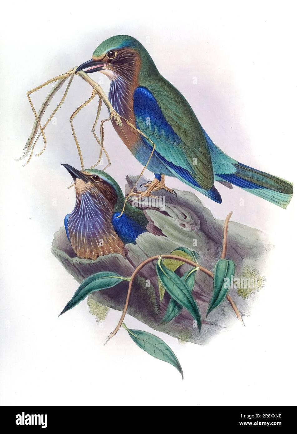 Vintage bird illustrations. Birds of the world Stock Photo - Alamy