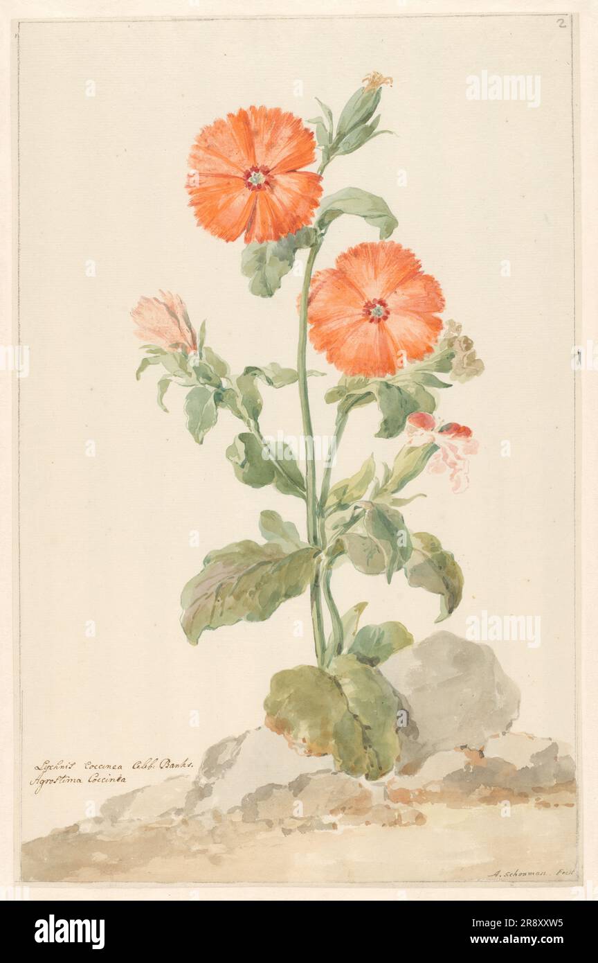 Cuckoo flower drawing hi-res stock photography and images - Alamy