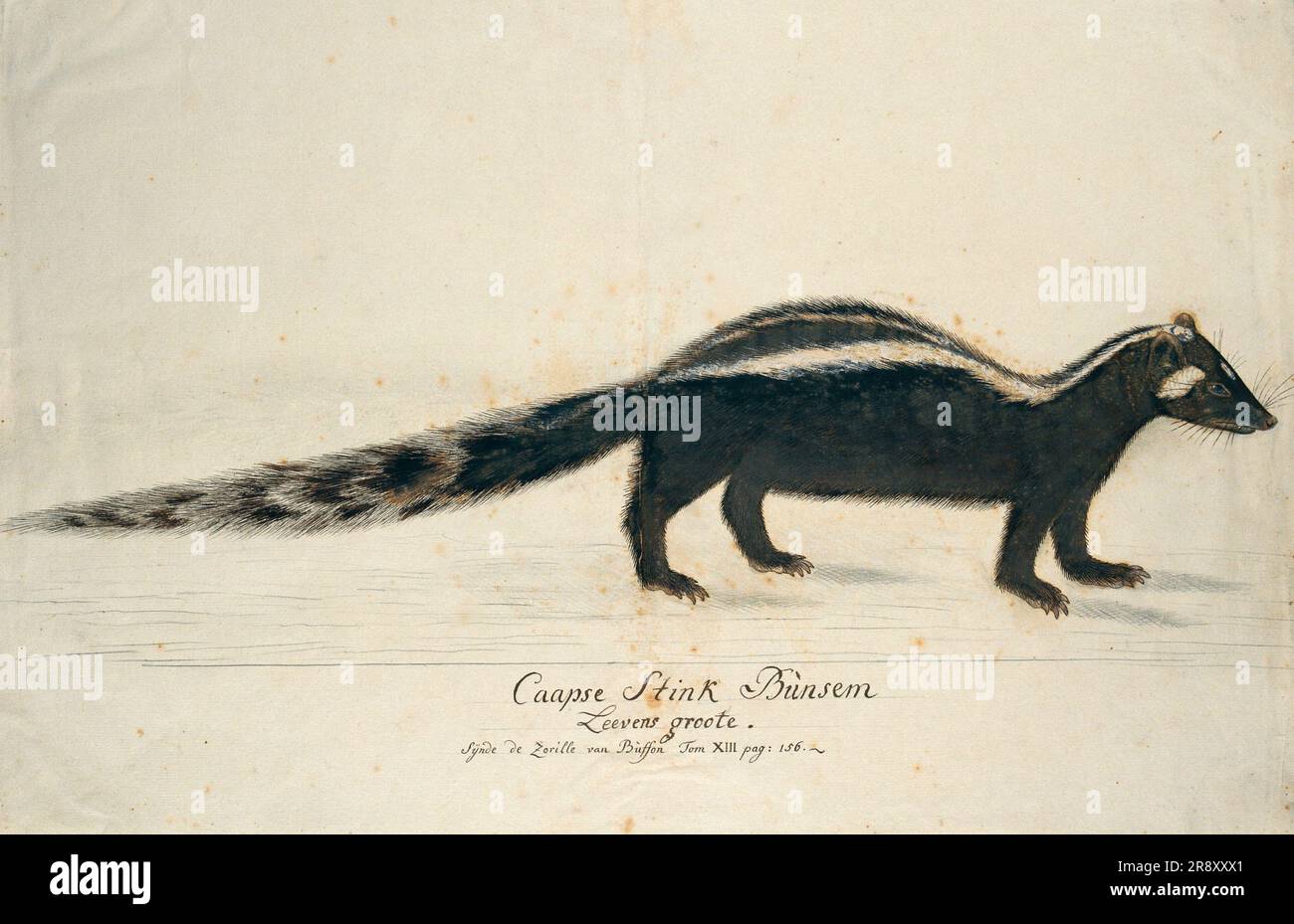 Icotnyx striatus (Striped polecat or Zorille), 1773-1780 Stock Photo ...