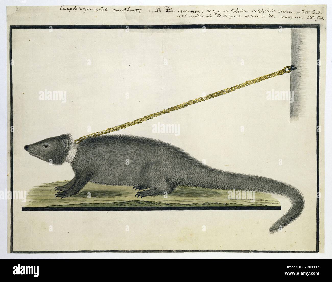 Herpestes pulverulenta hi-res stock photography and images - Alamy