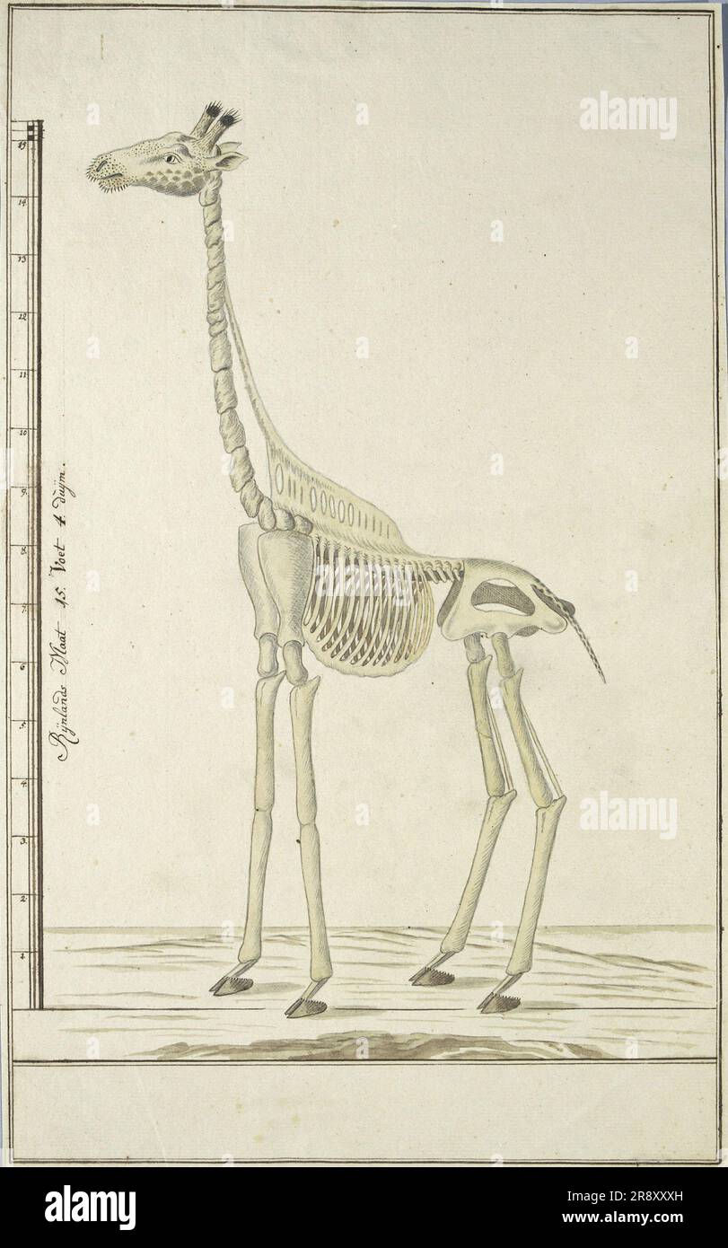 Giraffa camelopardalis (Giraffe), skeleton, 1779 Stock Photo - Alamy