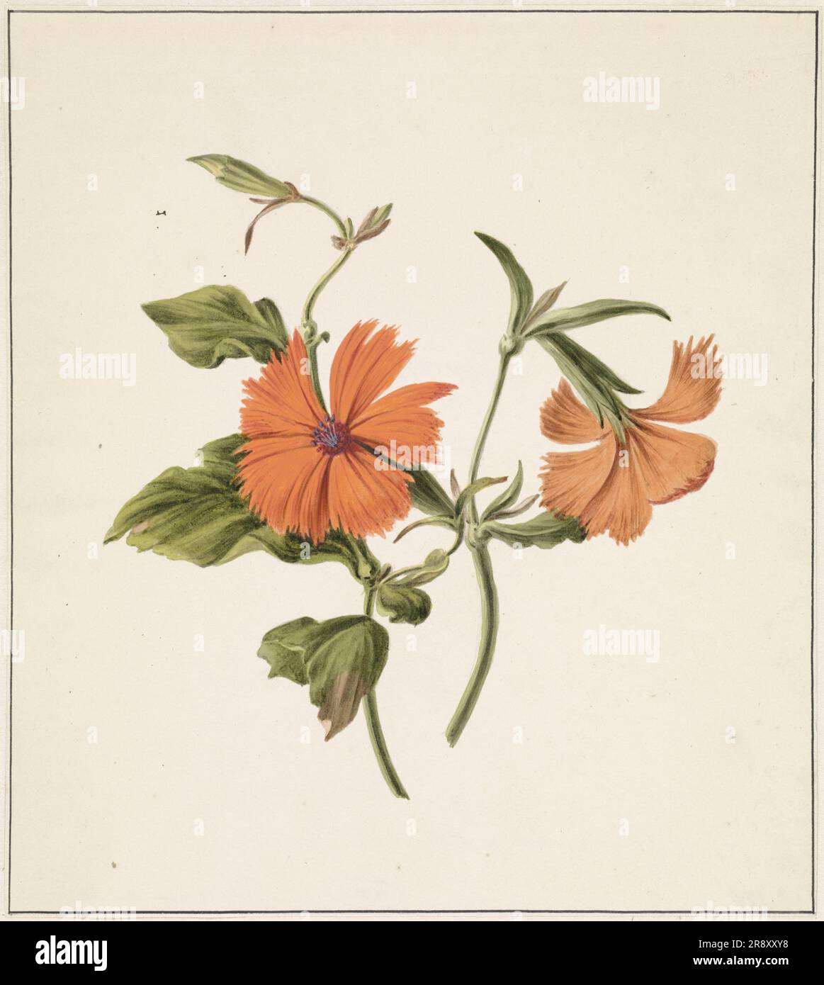 Yellow Chinese Rose (Rosa Chinensis Lutea), 1820 Stock Photo - Alamy