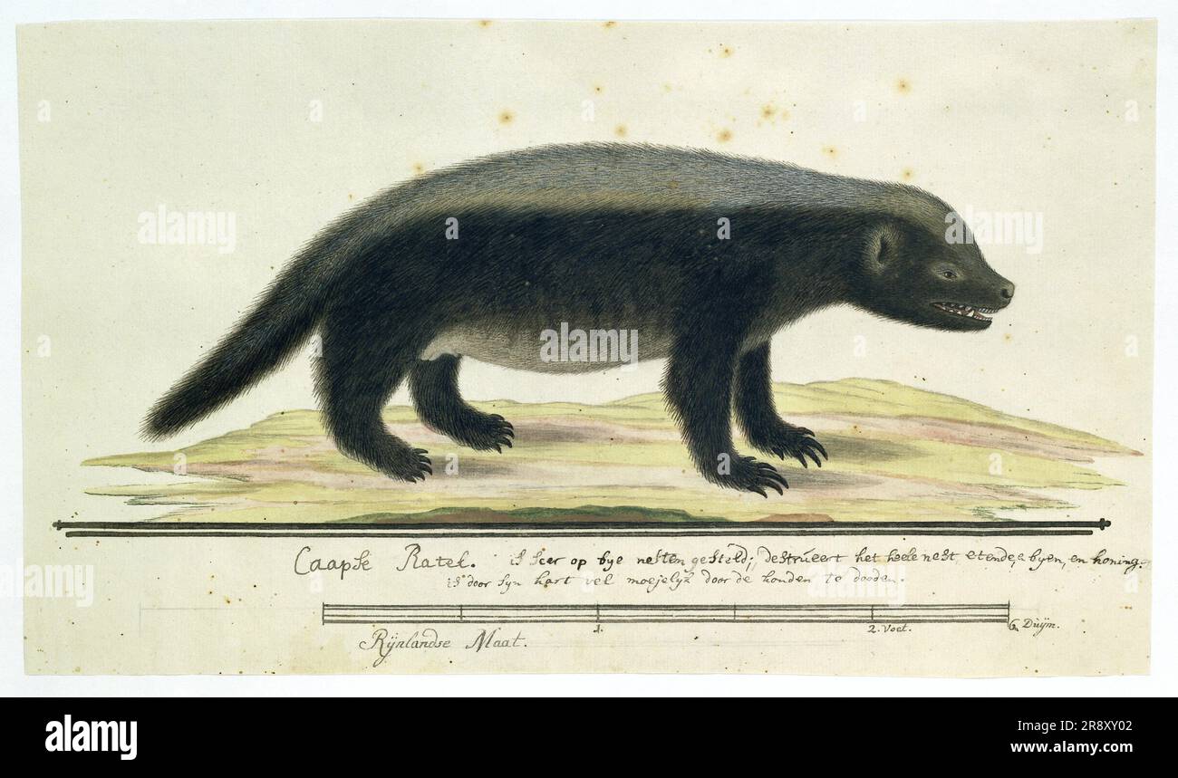 Mellivora capensis (Honey-badger), 1773-1780 Stock Photo - Alamy