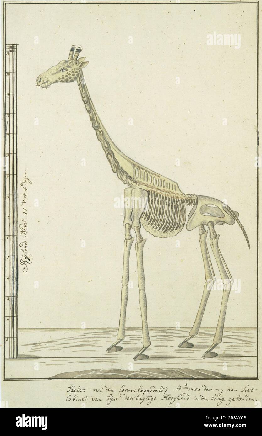 Giraffa camelopardalis (Giraffe), skeleton, 1779 Stock Photo - Alamy