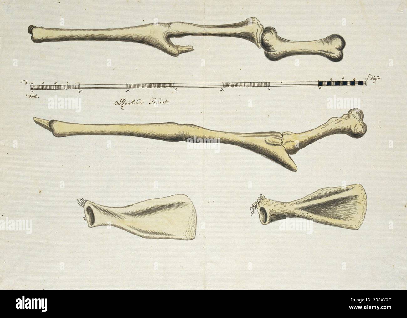 Giraffe skeleton drawing hi-res stock photography and images - Alamy