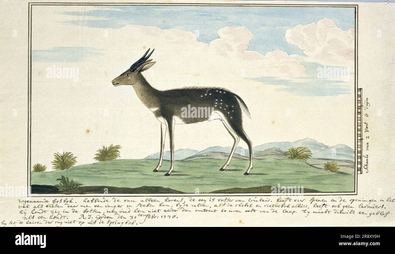 Tragelaphus scriptus harnessed antelope hi-res stock photography and ...