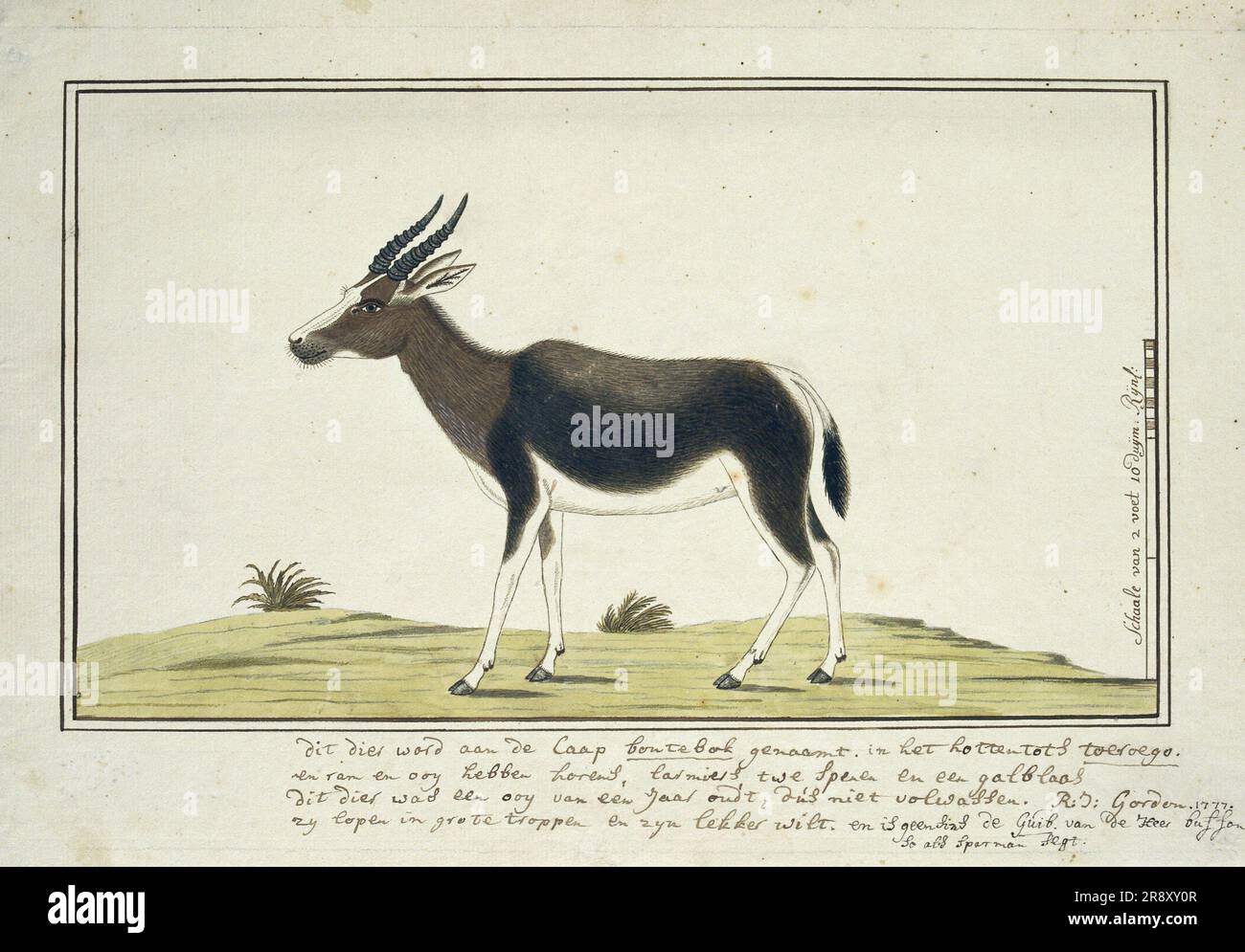 Damaliscus pygargus pygarus (Bontebok), 1777. Bontebok (Damaliscus ...