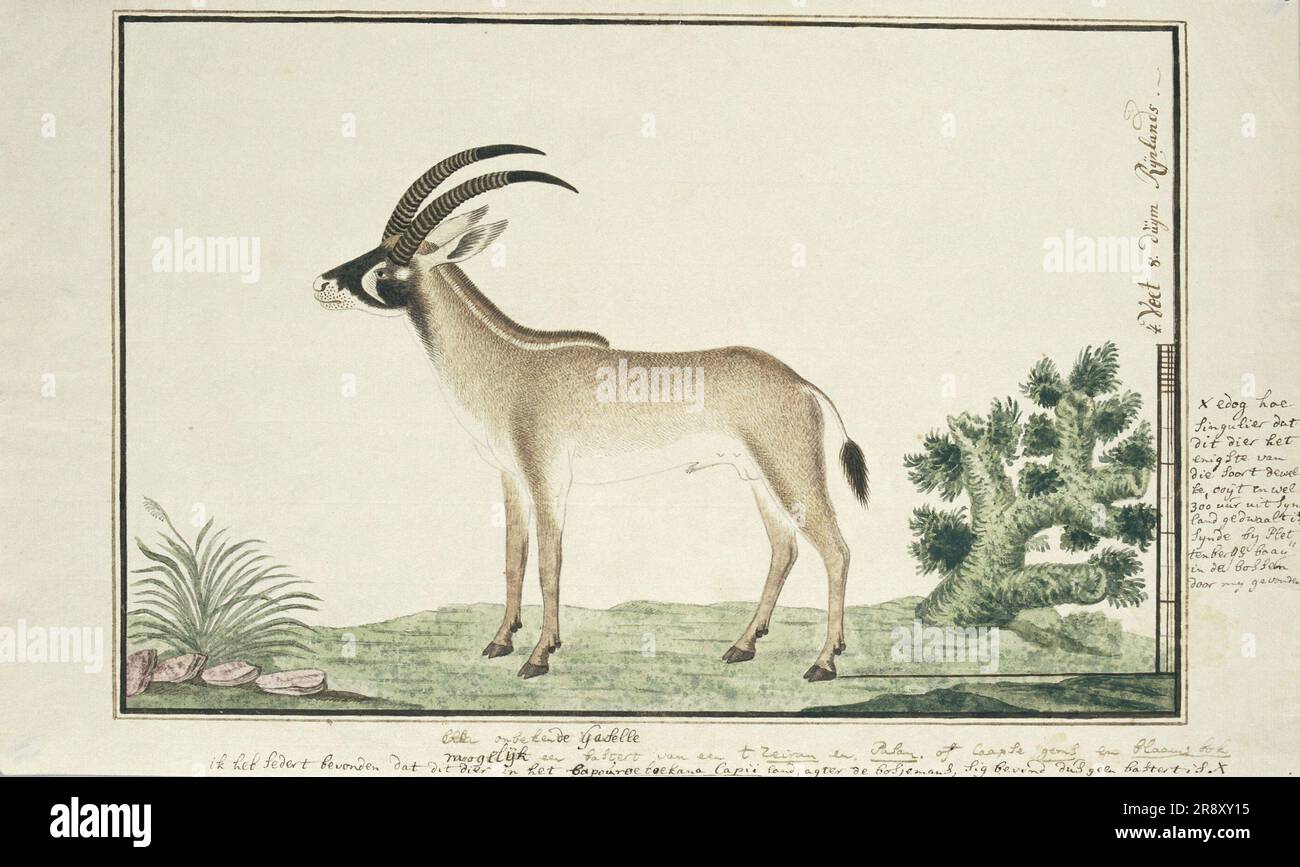 Watercolor antelope hi-res stock photography and images - Alamy
