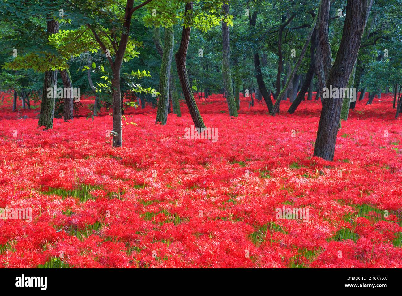 Higanbana hi-res stock photography and images - Alamy