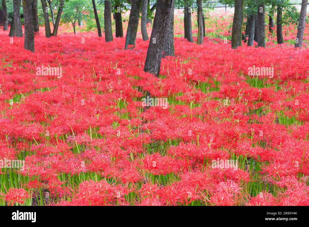 Higanbana hi-res stock photography and images - Alamy