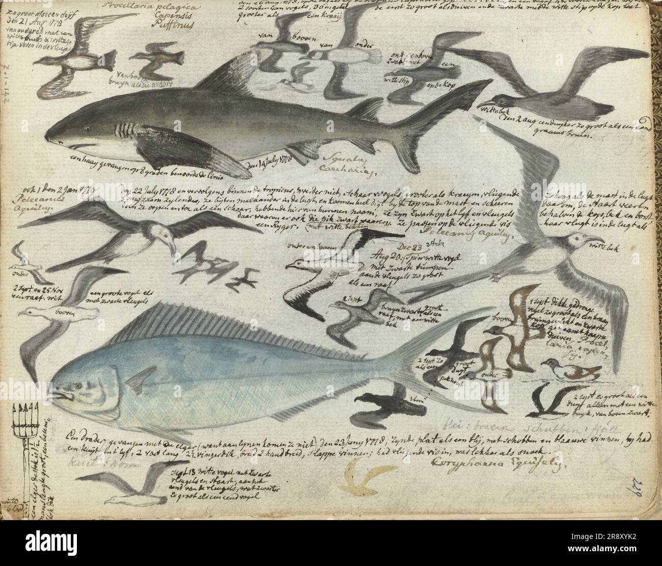 Sea birds and sea fish, 1778-1779. Including a blue shark and a dorade ...