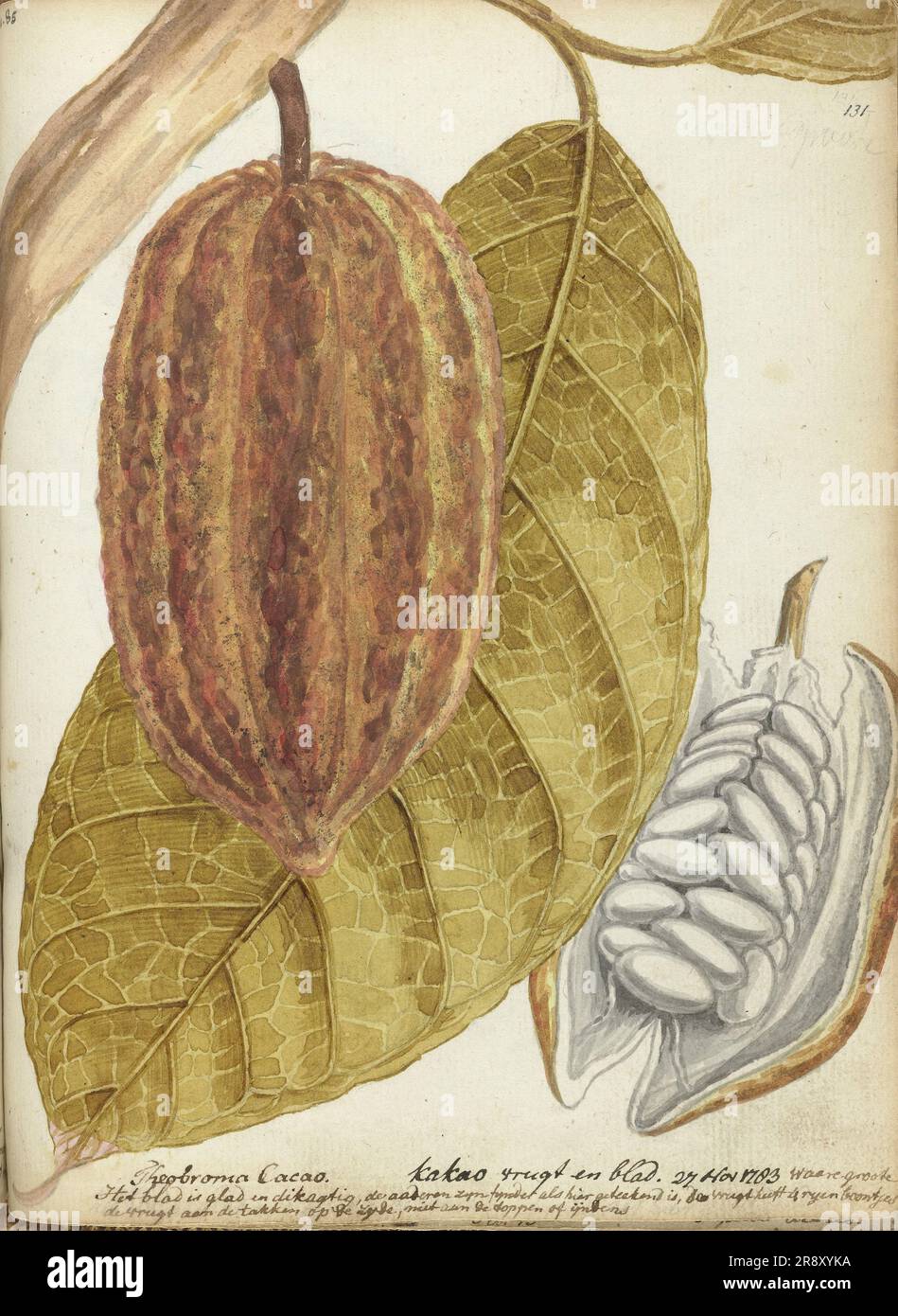 Cacao, 1783. Theobroma cacao; cocoa fruit, leaf and fruit with broken ...