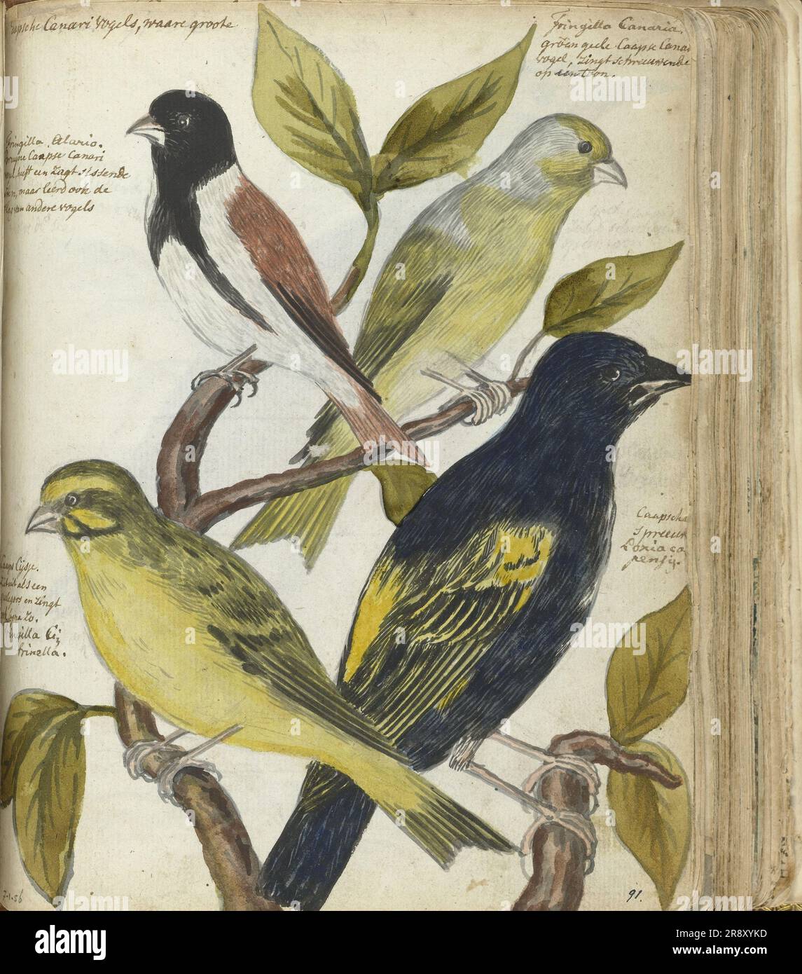 Cape Birds, 1786-1787. Four birds that occur on Cape of Good Hope. Two ...