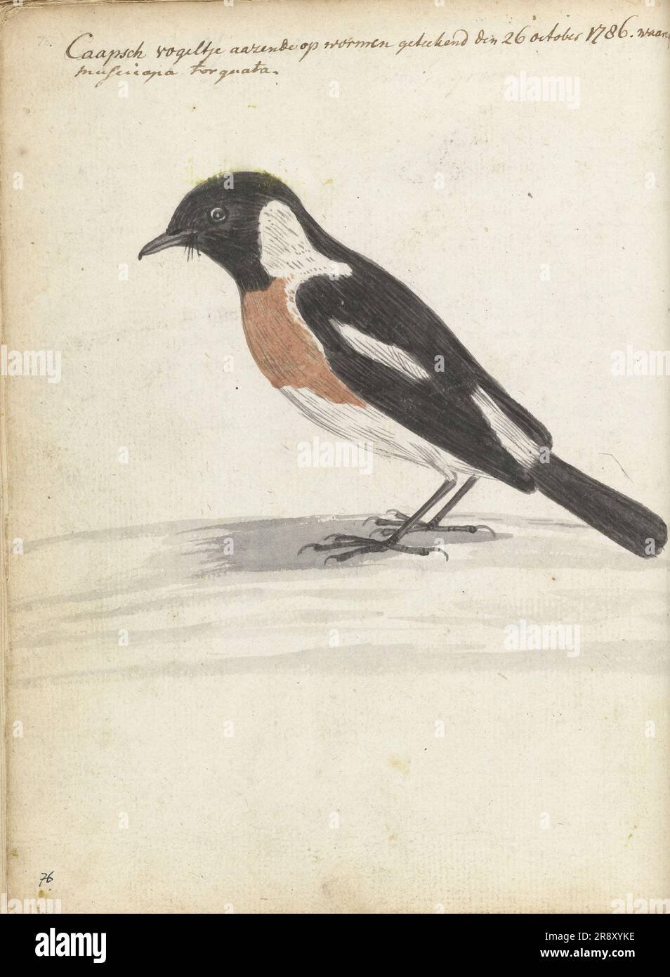 Cape bird, 1786. Small bird seen on Cape of Good Hope, actual size ...
