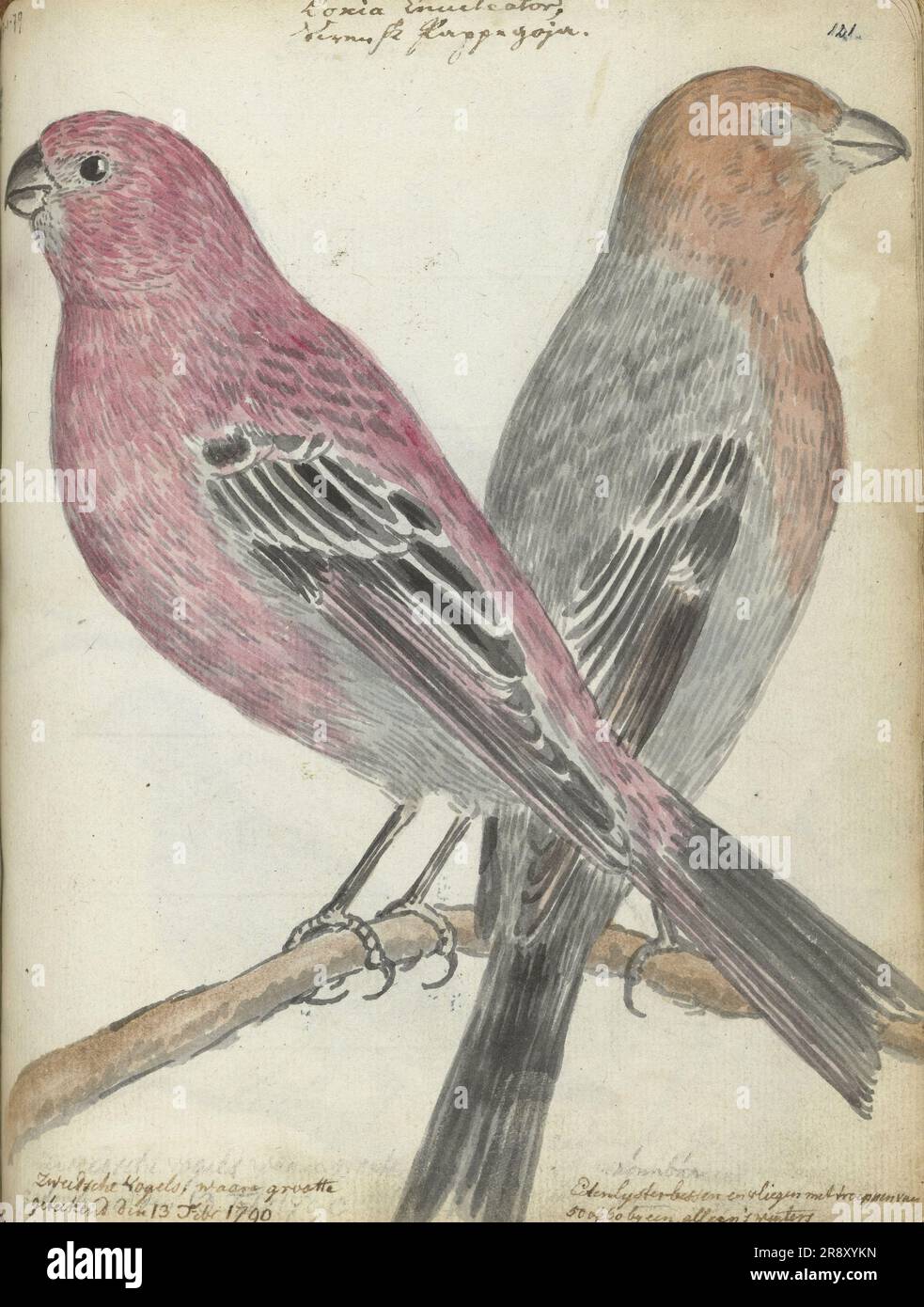 Finch like birds hi-res stock photography and images - Alamy