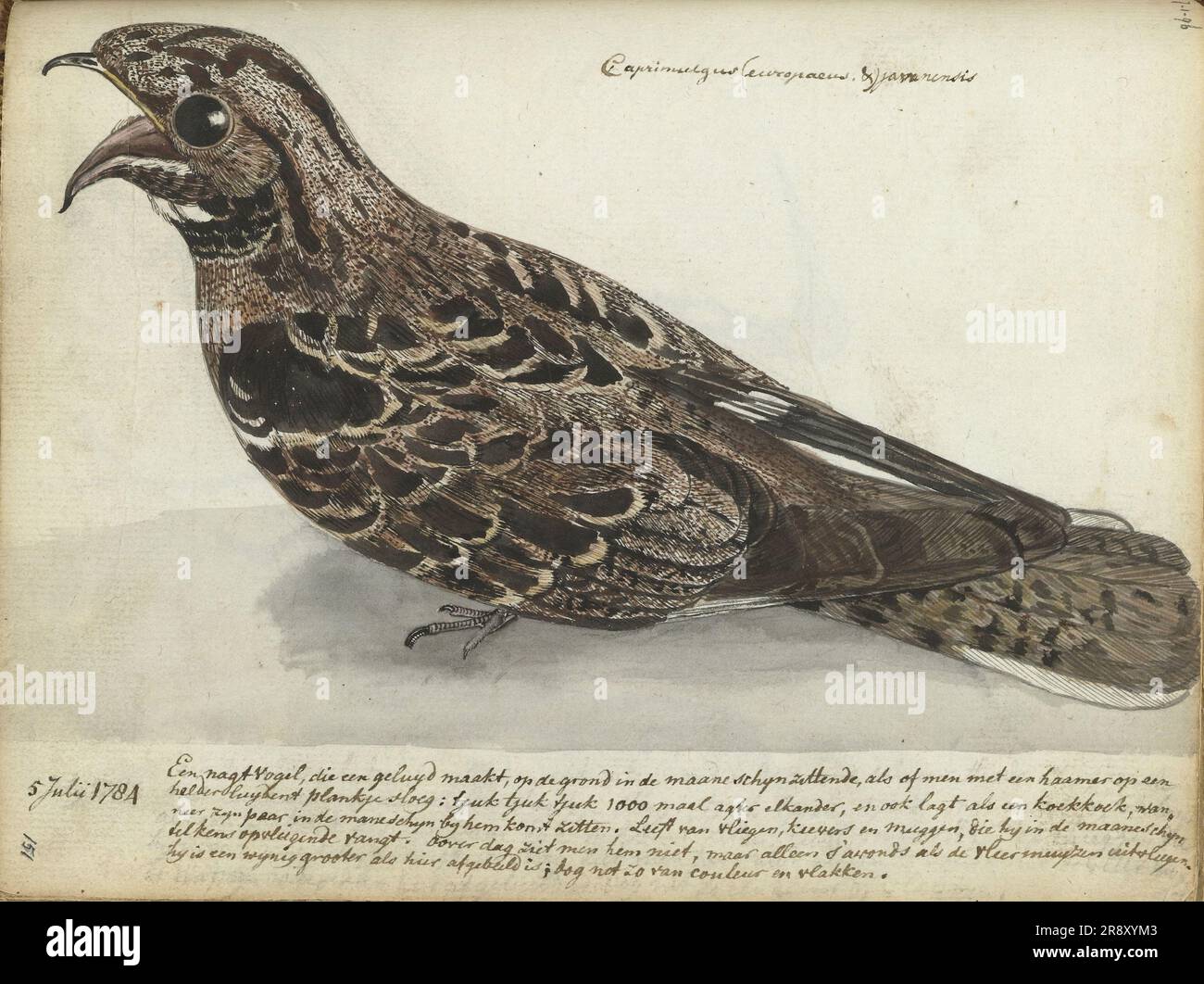 Nightjar bird with mouth open hi-res stock photography and images - Alamy