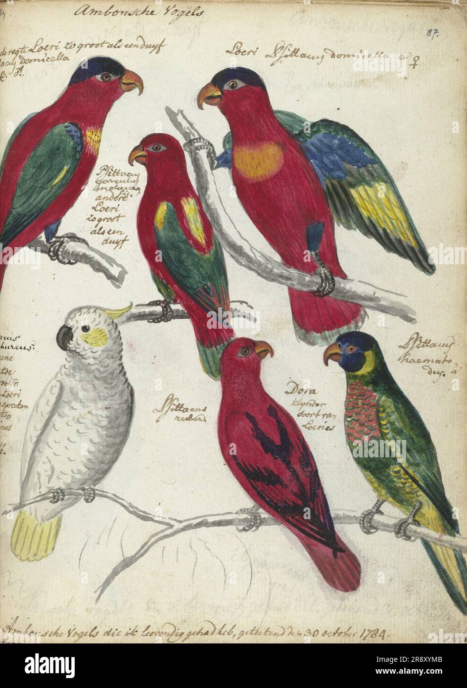 Ambon pulau indonesia hi-res stock photography and images - Alamy