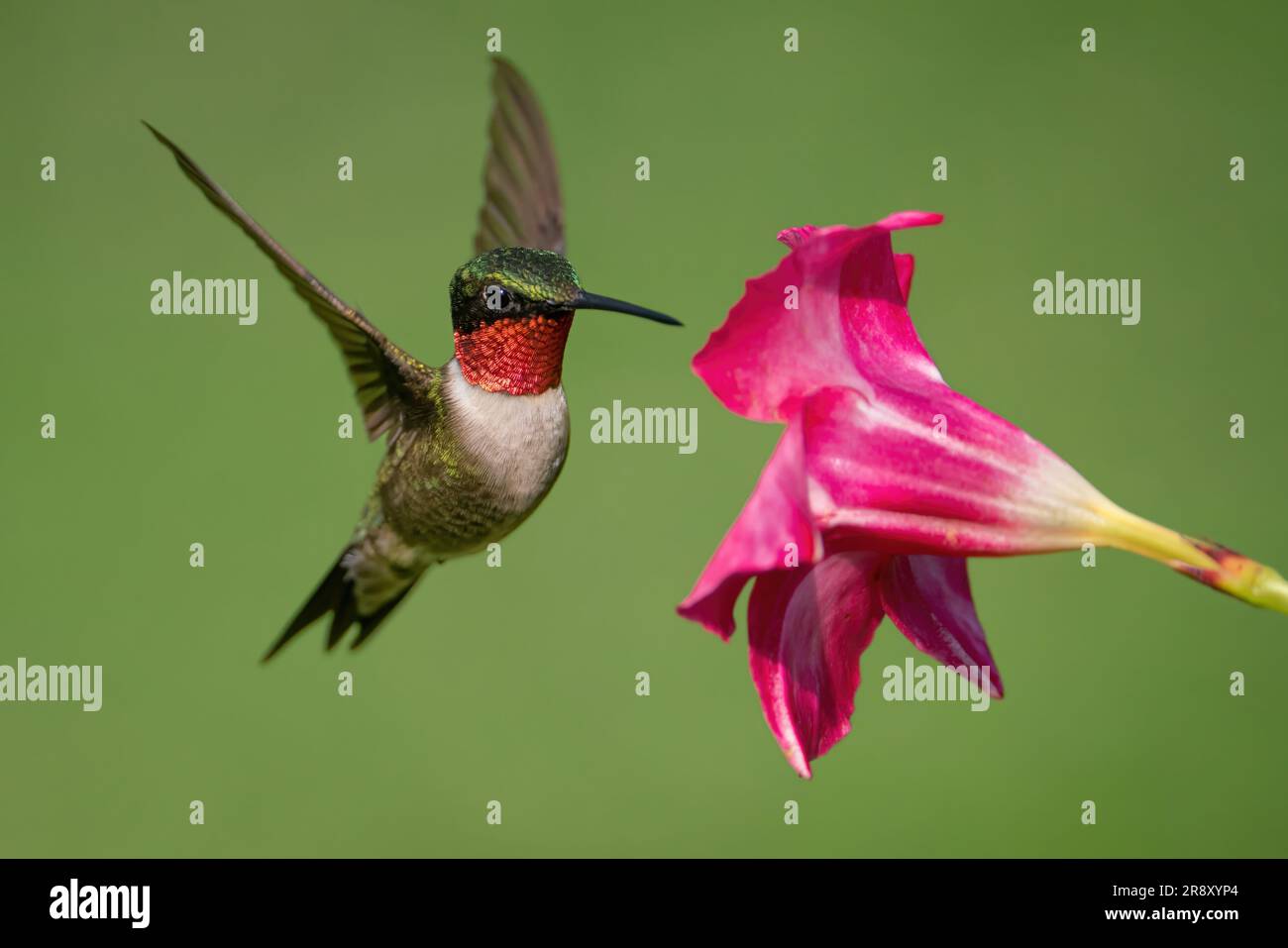 A Ruby-throated Hummingbird Gathering Nectar from a Mandevilla Flower ...