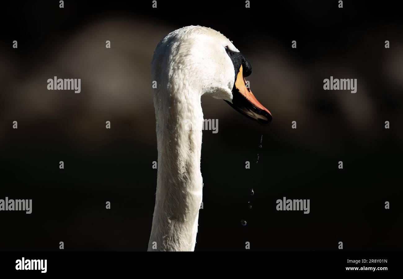 Gazing intently forward hi-res stock photography and images - Alamy