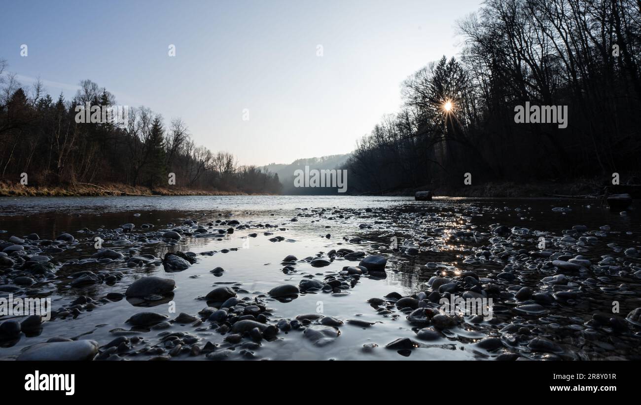 Golden reflections through the forest illuminated by the sun hi-res ...