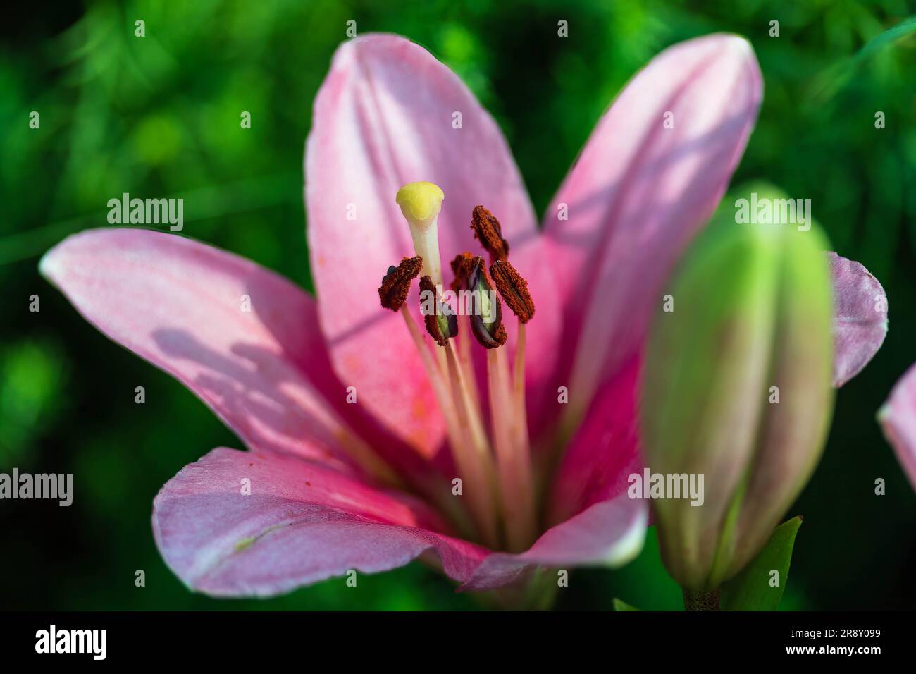 newly opened pink lily at dawn in the side garden Stock Photo - Alamy