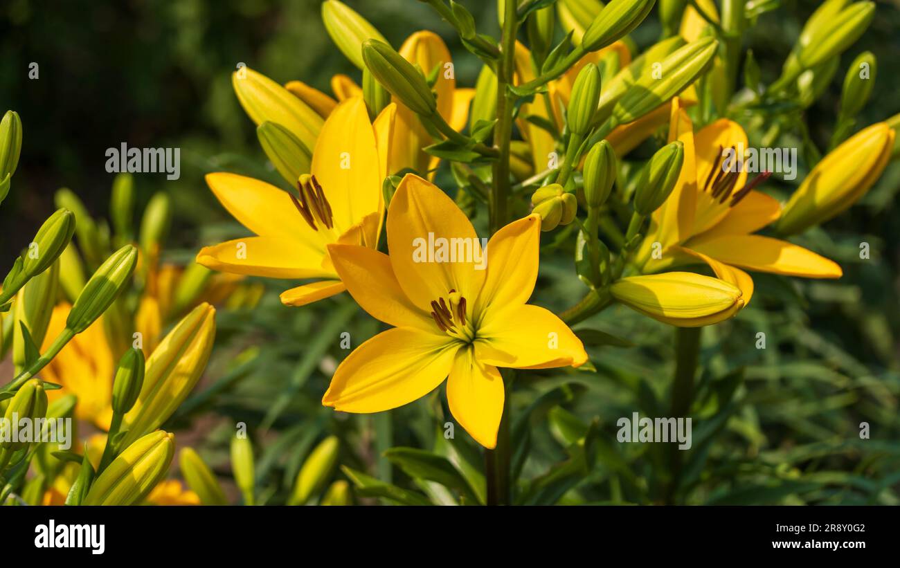 cluster of yellow lilies in the back garden Stock Photo - Alamy