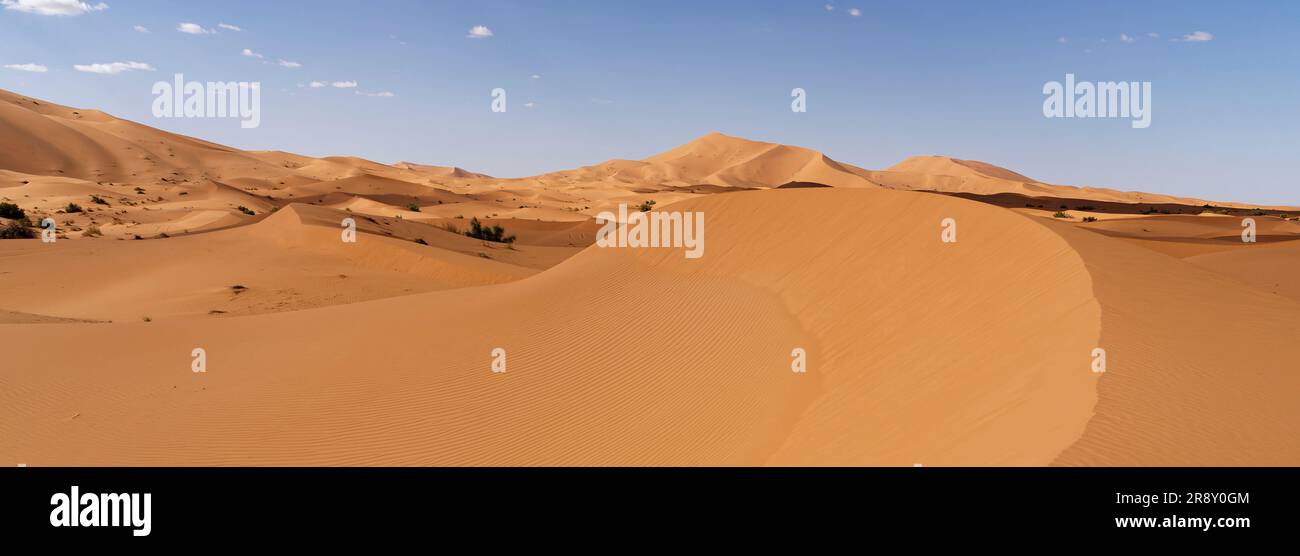 Sand dunes landscape in the Moroccan desert Erg Chebbi, with withered ...