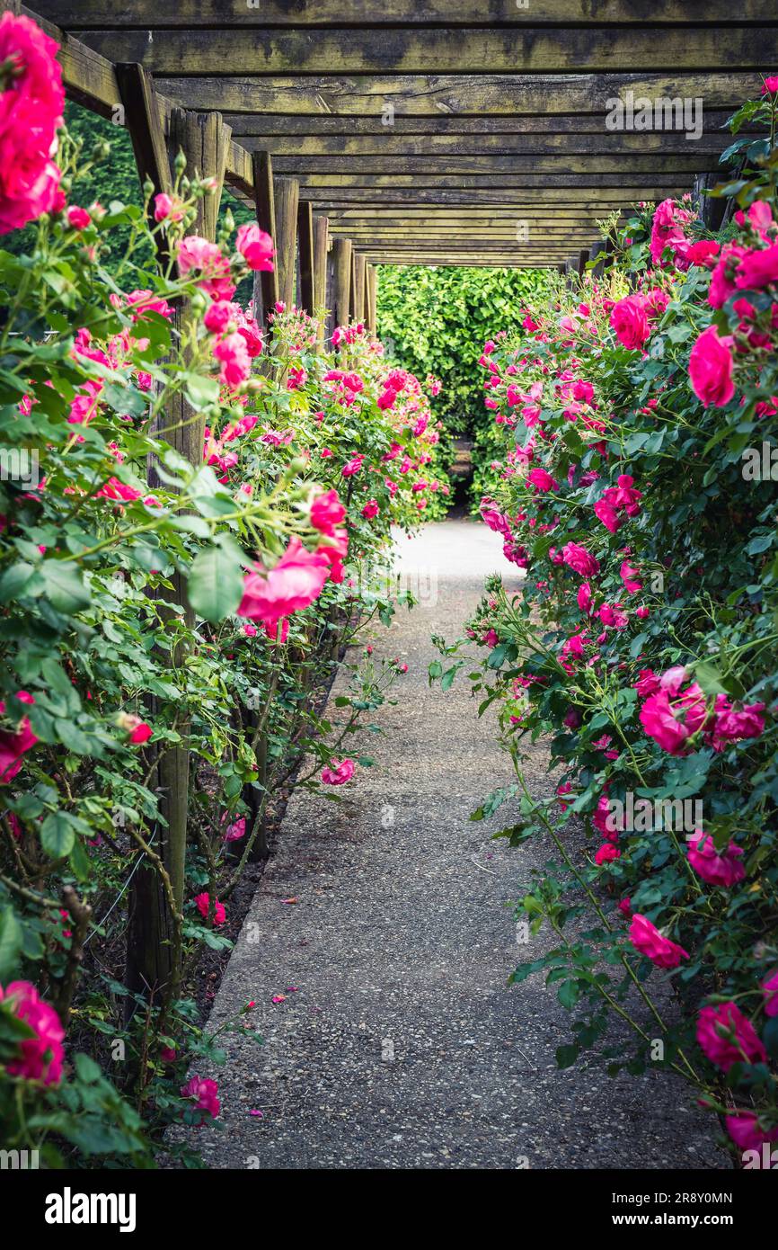 Wooden pergola overgrown with beautiful pink roses. Wooden garden ...