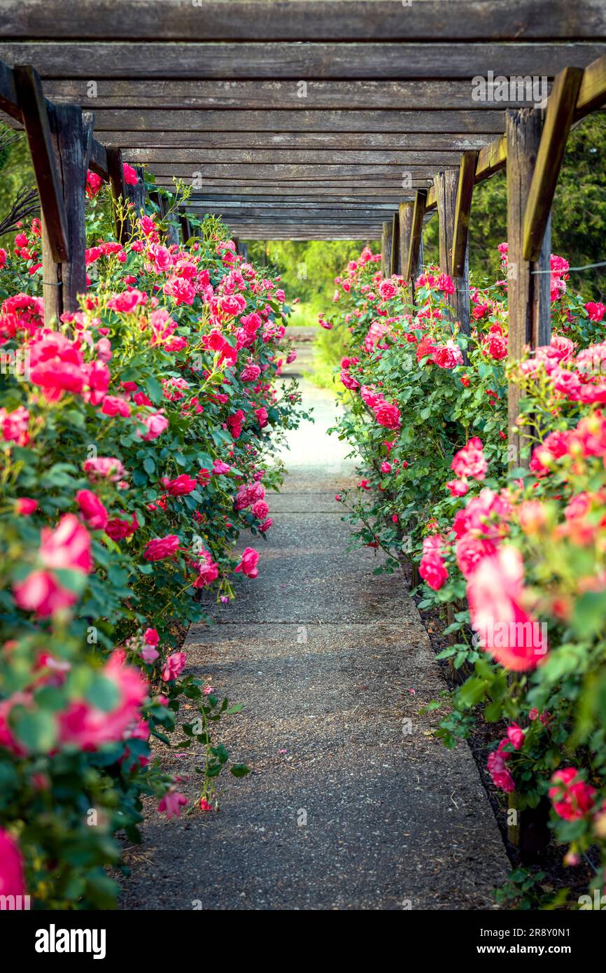 Wooden pergola overgrown with beautiful pink roses. Wooden garden ...
