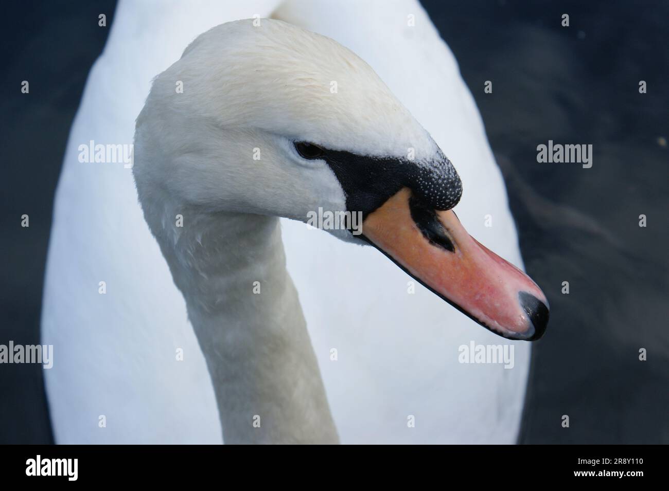 Swan head and partial body. Close-up Stock Photo - Alamy