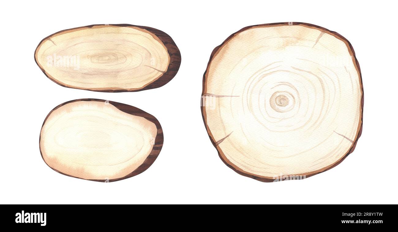 Watercolor set cross section of oak grove tree showing growth rings ... Watercolor set cross section of oak grove tree showing growth rings ...
