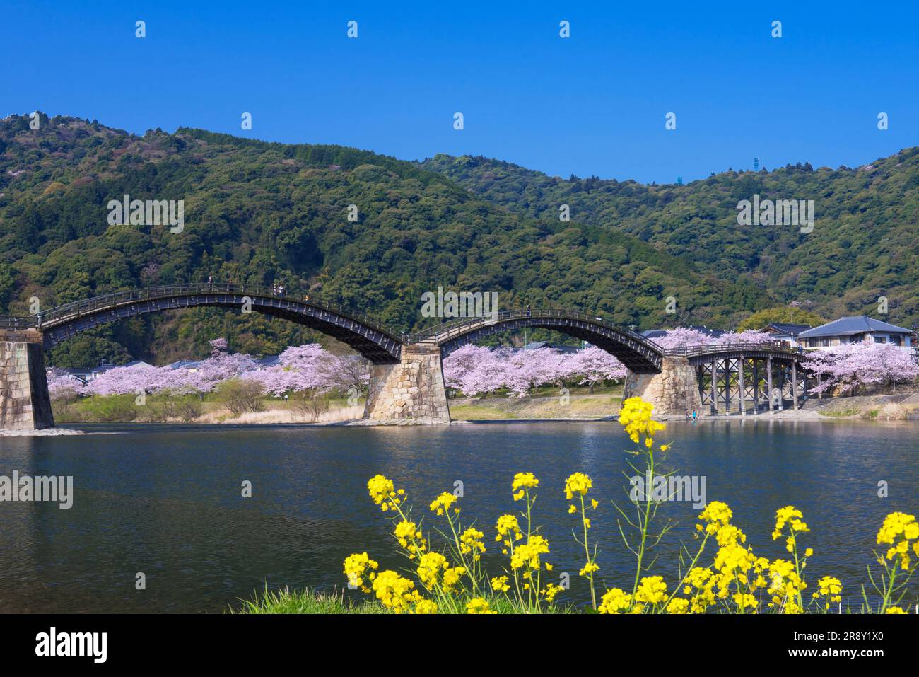 Kintai Bridge with blooming cherry blossoms Stock Photo - Alamy