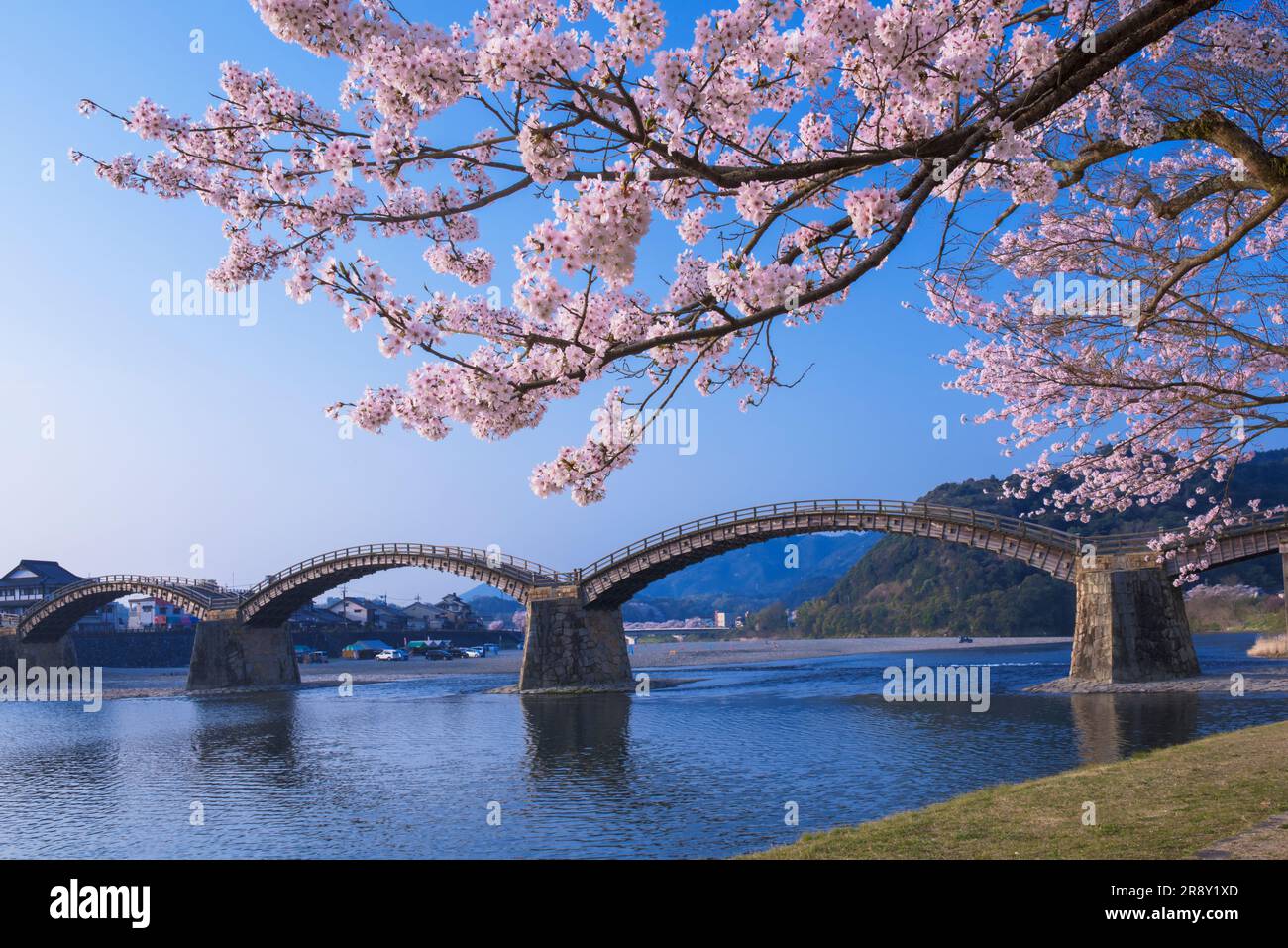 Kintai Bridge with blooming cherry blossoms Stock Photo - Alamy