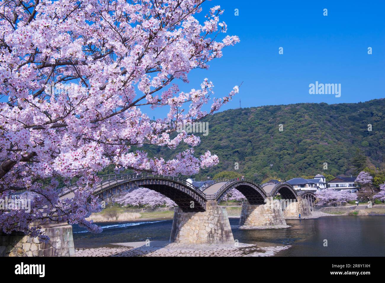 Kintai Bridge with blooming cherry blossoms Stock Photo - Alamy