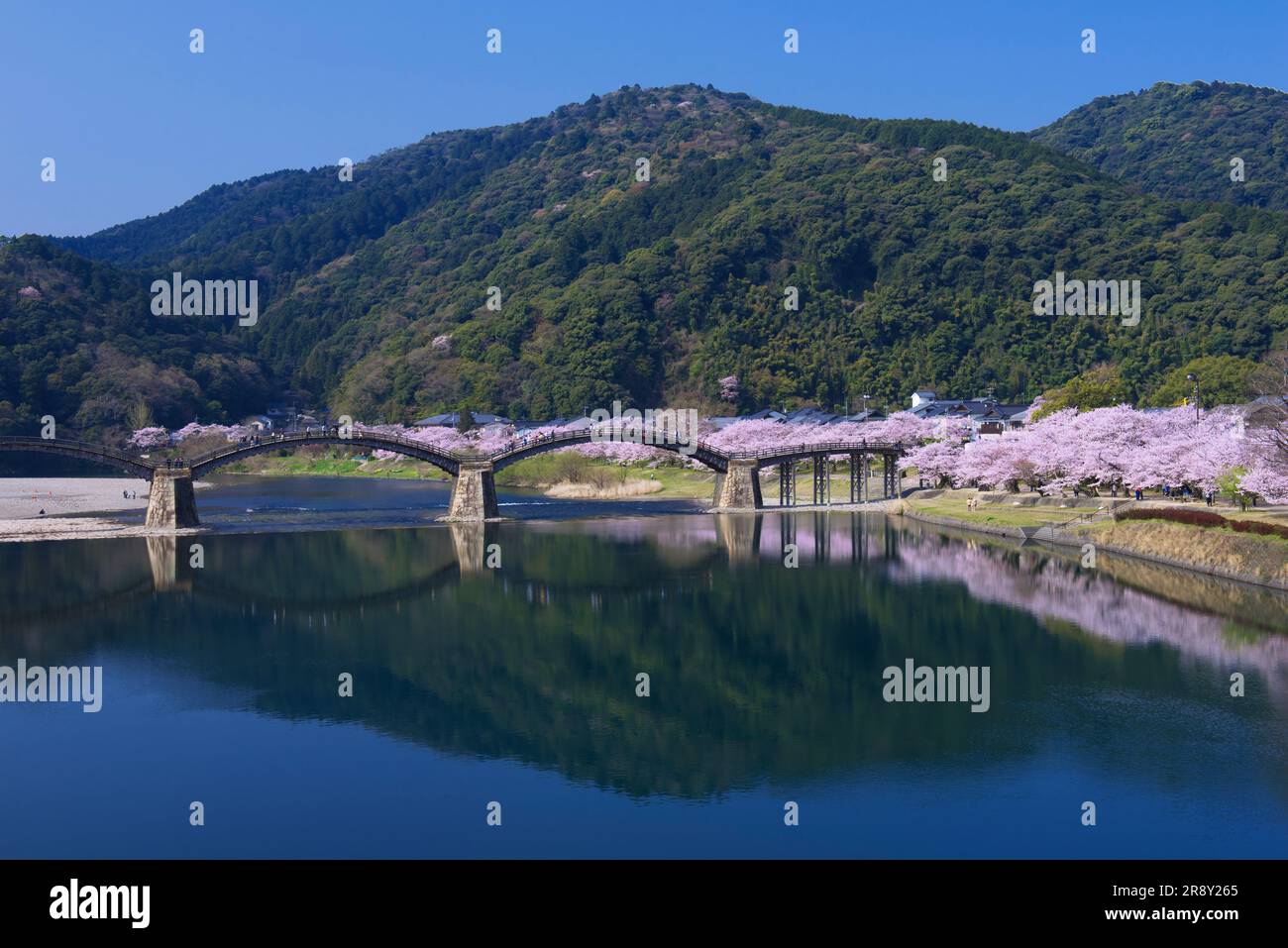 Kintai Bridge with blooming cherry blossoms Stock Photo - Alamy